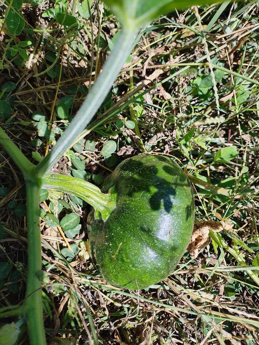 Producción de ayote en dos meses supera los 129 mil unidades