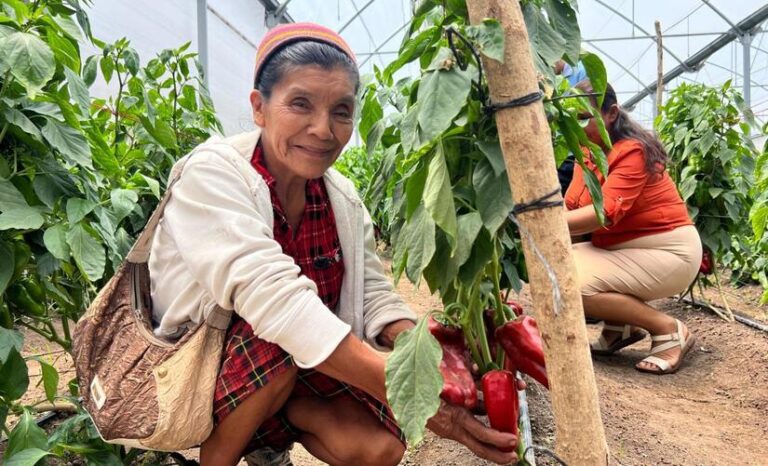 INTA presenta nueva variedad de Chiltoma